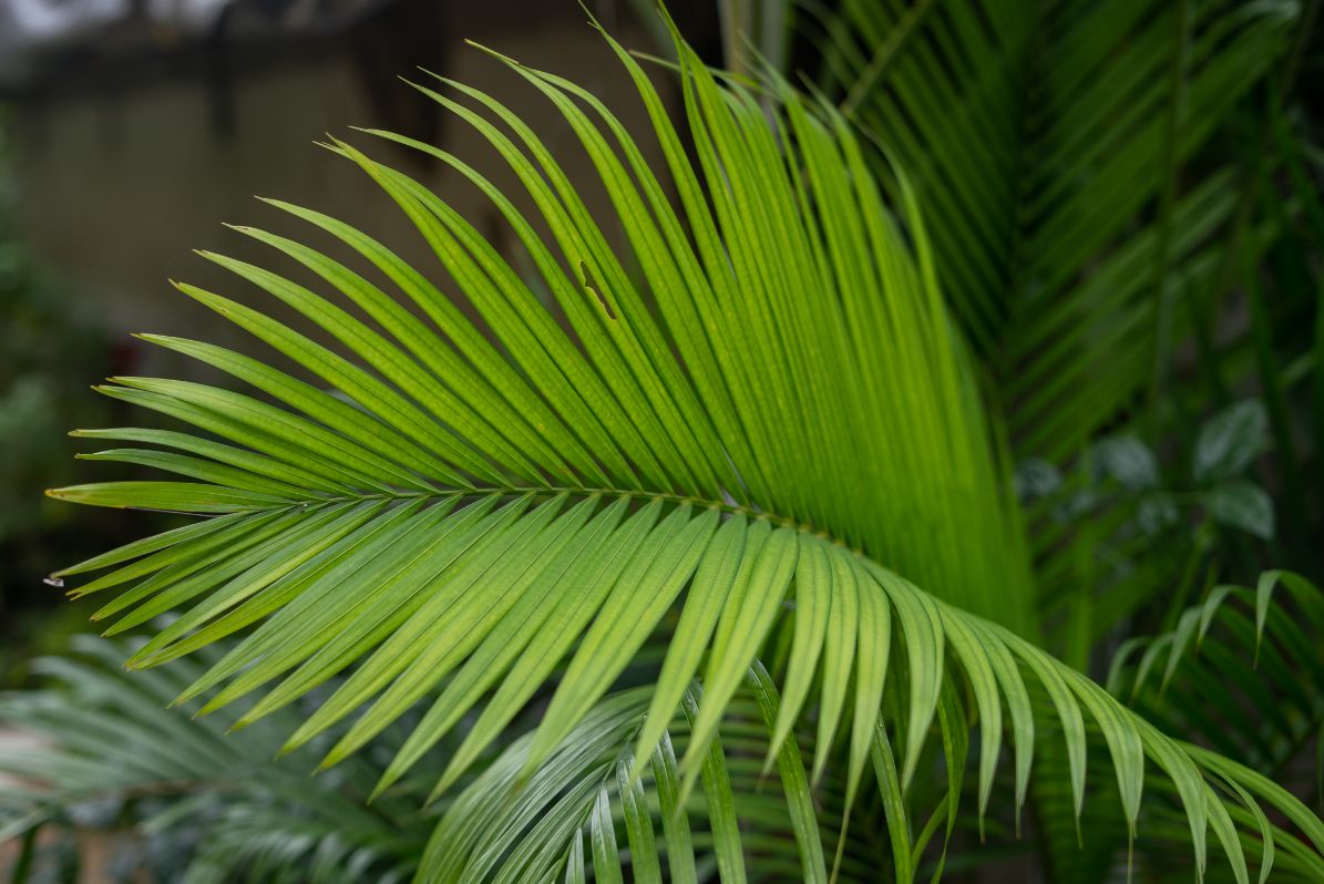 Gallery – Shrubberypalms Resorts